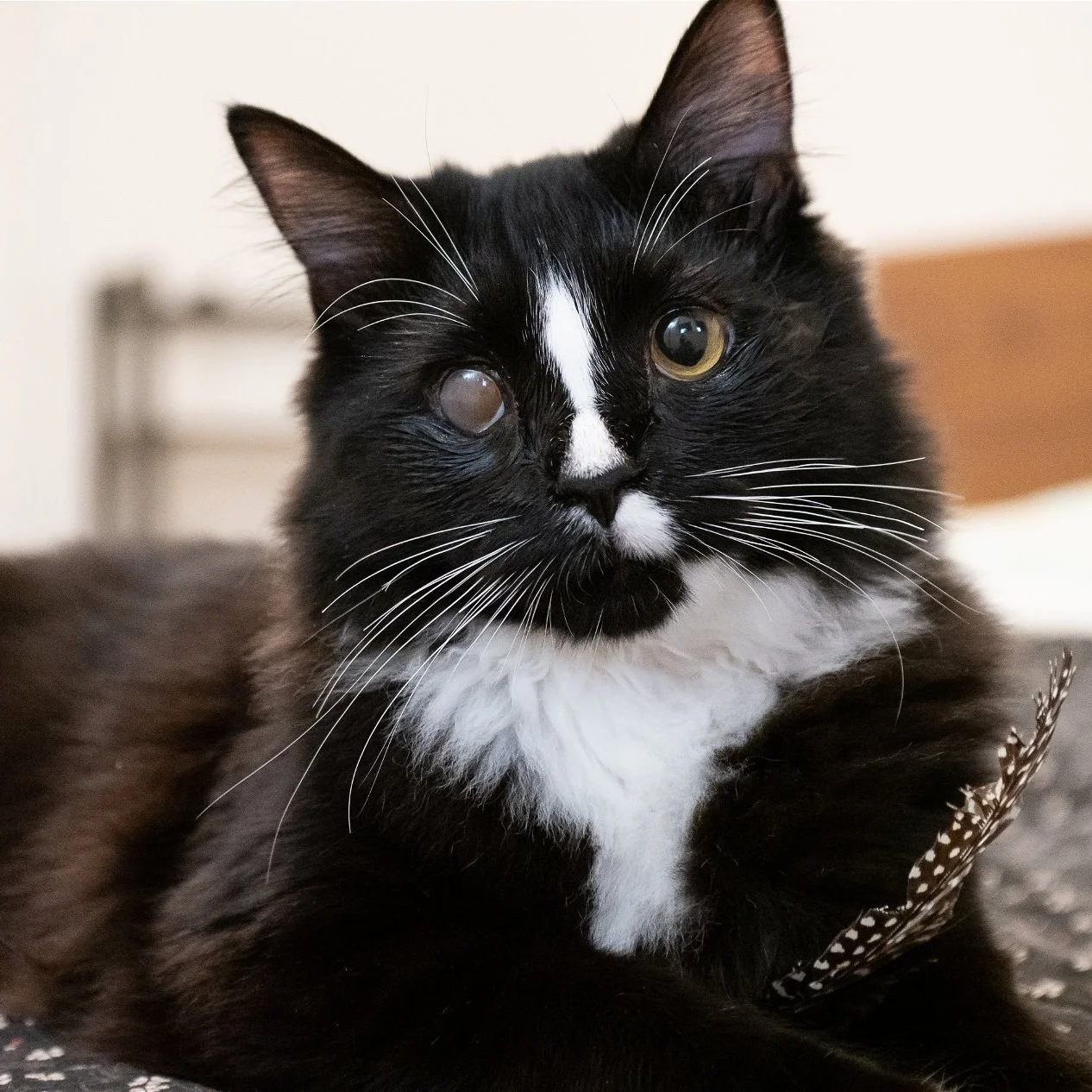 Our Adoptable Cats — The Dancing Cat - Adopt a cat in San Jose