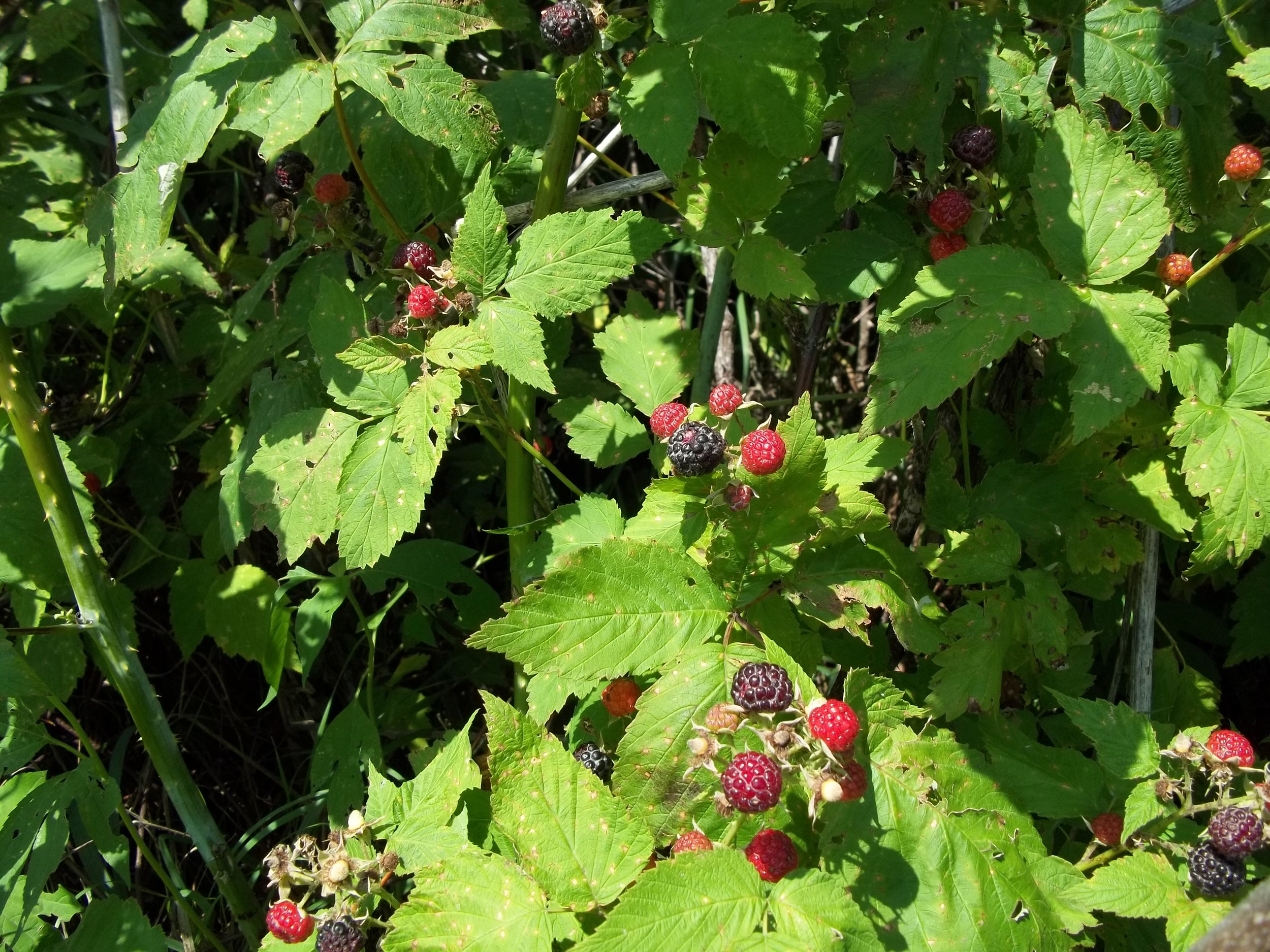 How We Live — Brotherhood of Christ Church