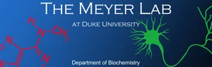 The Meyer Lab