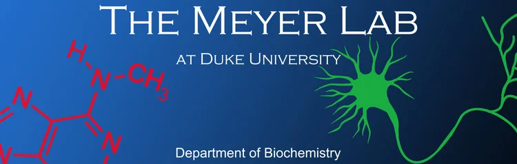 The Meyer Lab
