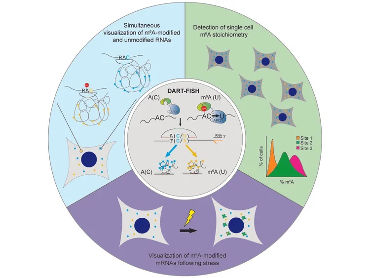 Resources — The Meyer Lab