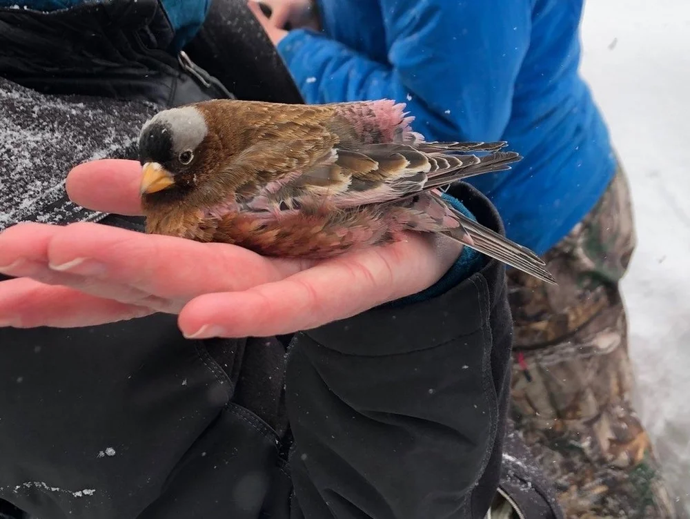 Janice Gardner Receives Wildlife Award — Sageland Collaborative