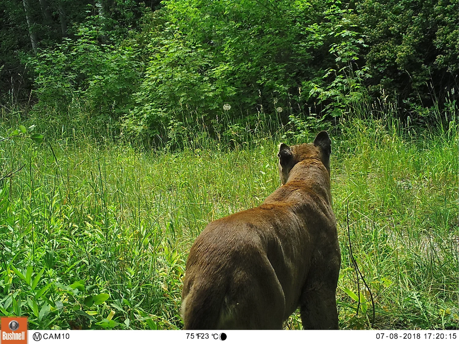 Wildlife Watch — Sageland Collaborative