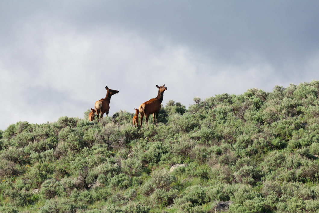 Wasatch Wildlife Watch — Sageland Collaborative
