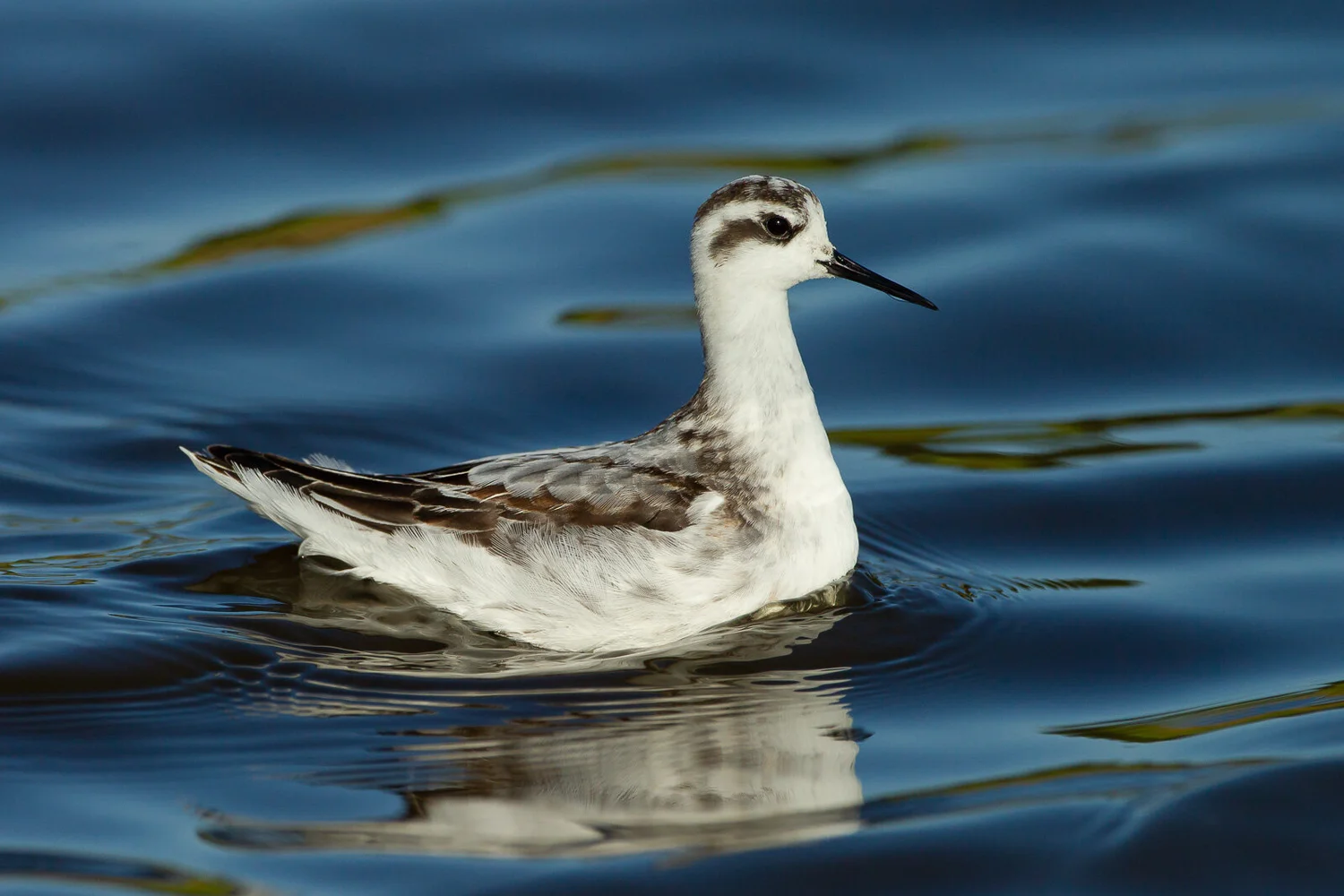 A Little Spinning Bird and the Wider World of Great Salt Lake ...