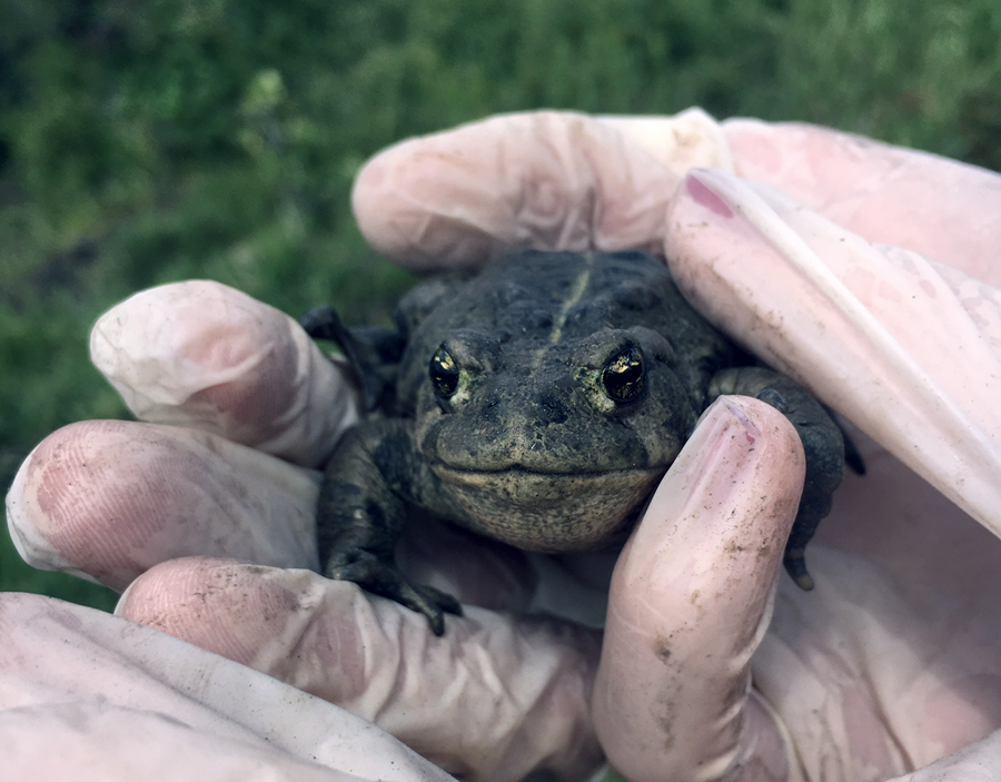 It's Not Too Late - Turn Your Hikes Into Toad Conservation Projects ...