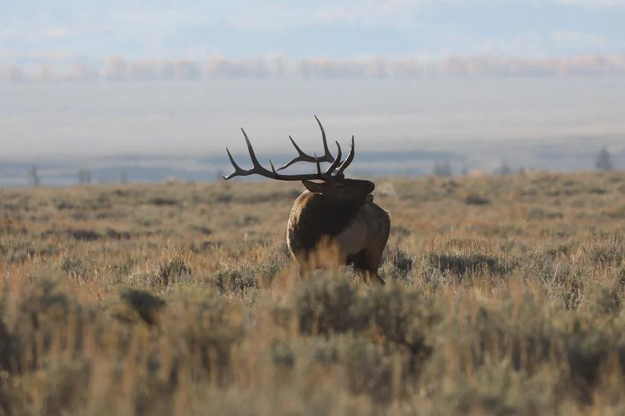 Wasatch Wildlife Watch — Sageland Collaborative