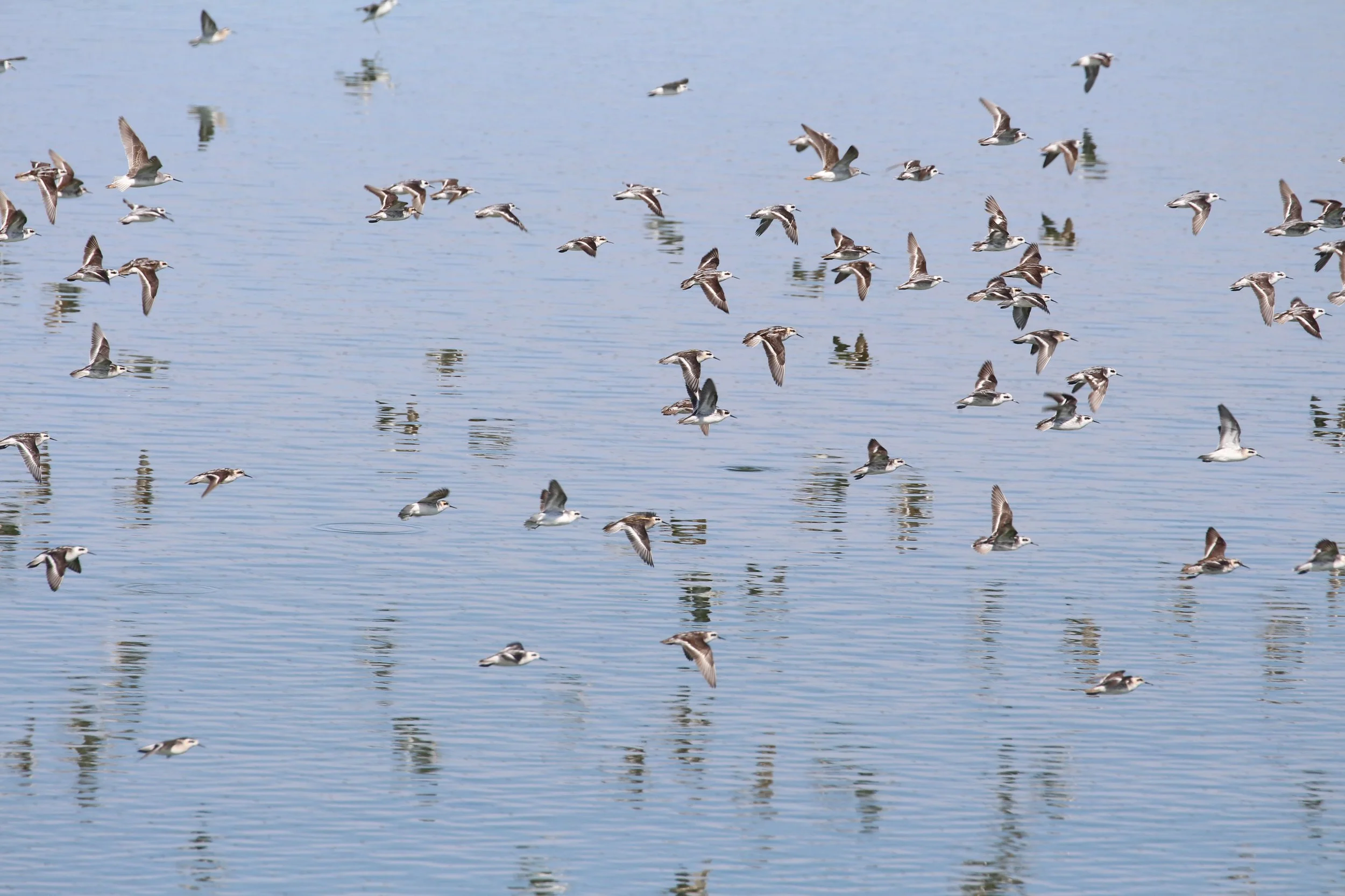 Migratory Shorebird Survey — Sageland Collaborative