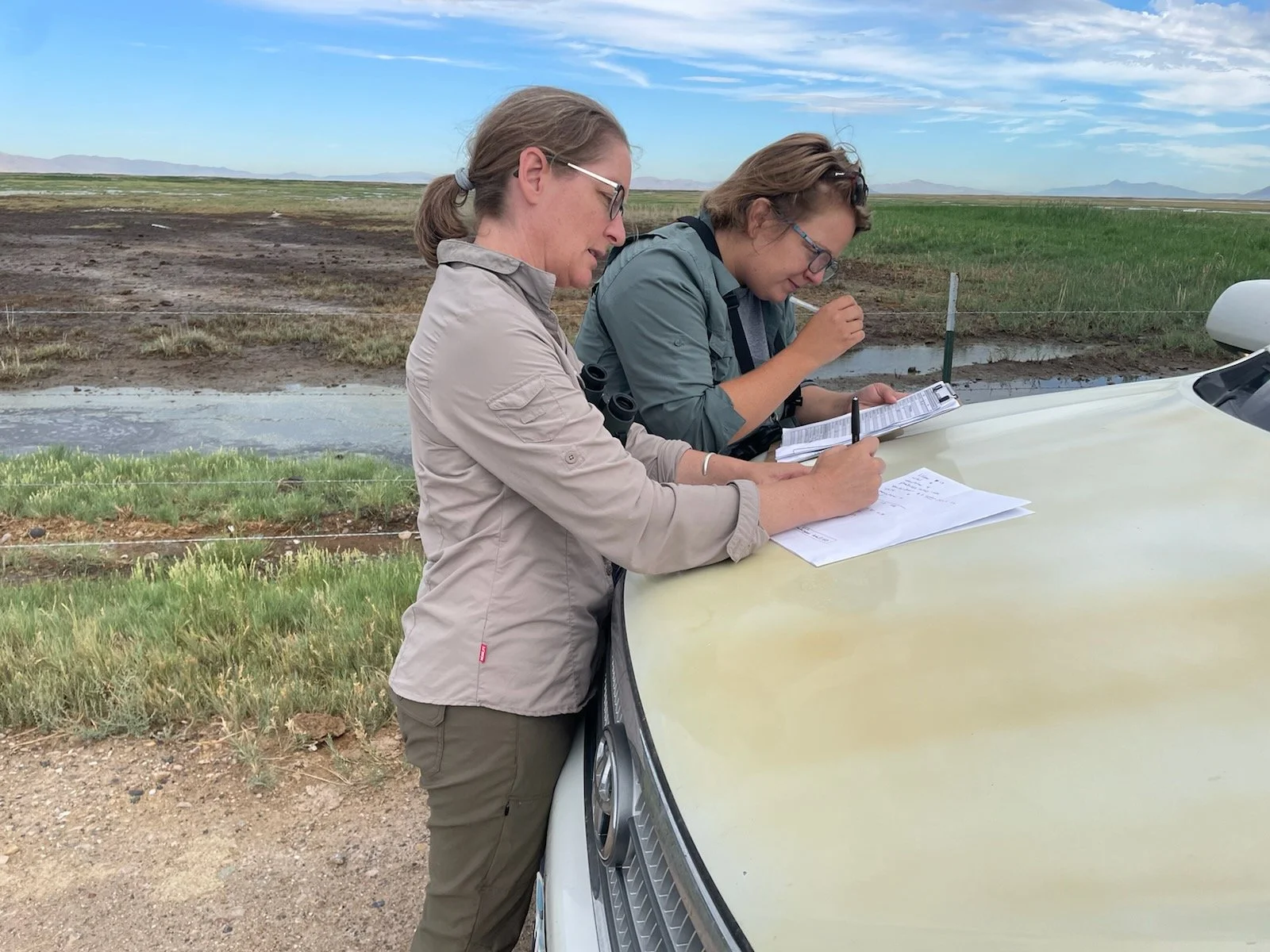 Migratory Shorebird Survey — Sageland Collaborative