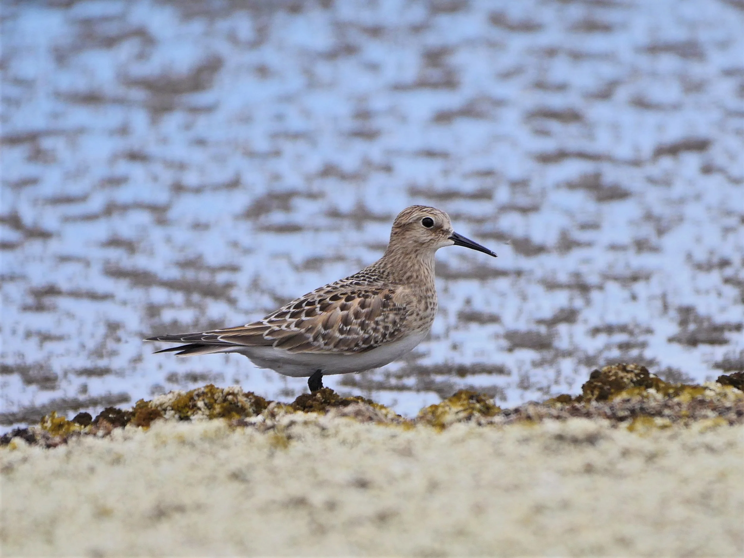 Migratory Shorebird Survey — Sageland Collaborative