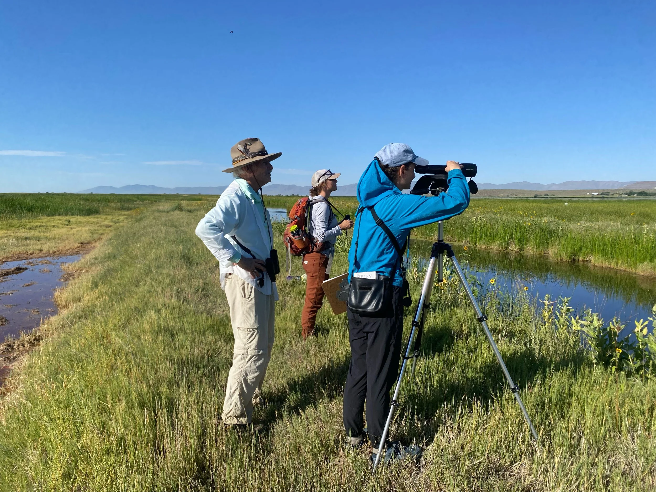 Migratory Shorebird Survey — Sageland Collaborative