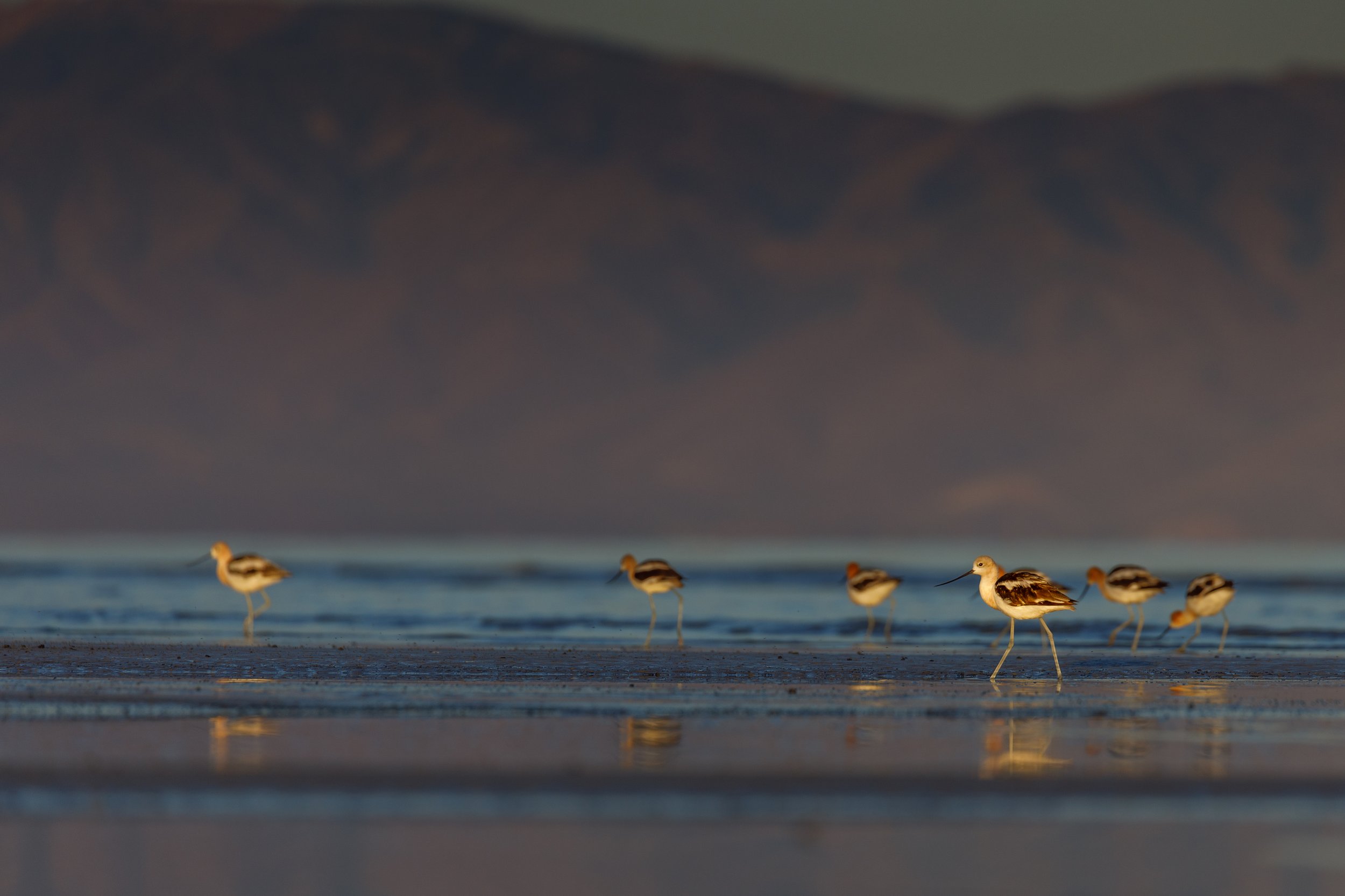Migratory Shorebird Survey — Sageland Collaborative