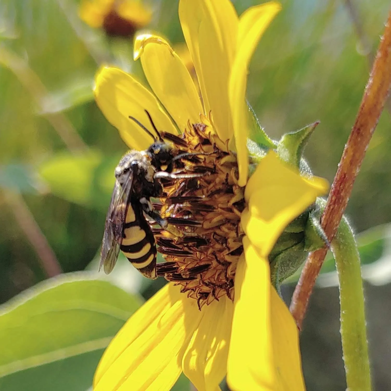 The Unique Lives of Cuckoo Bees — Sageland Collaborative