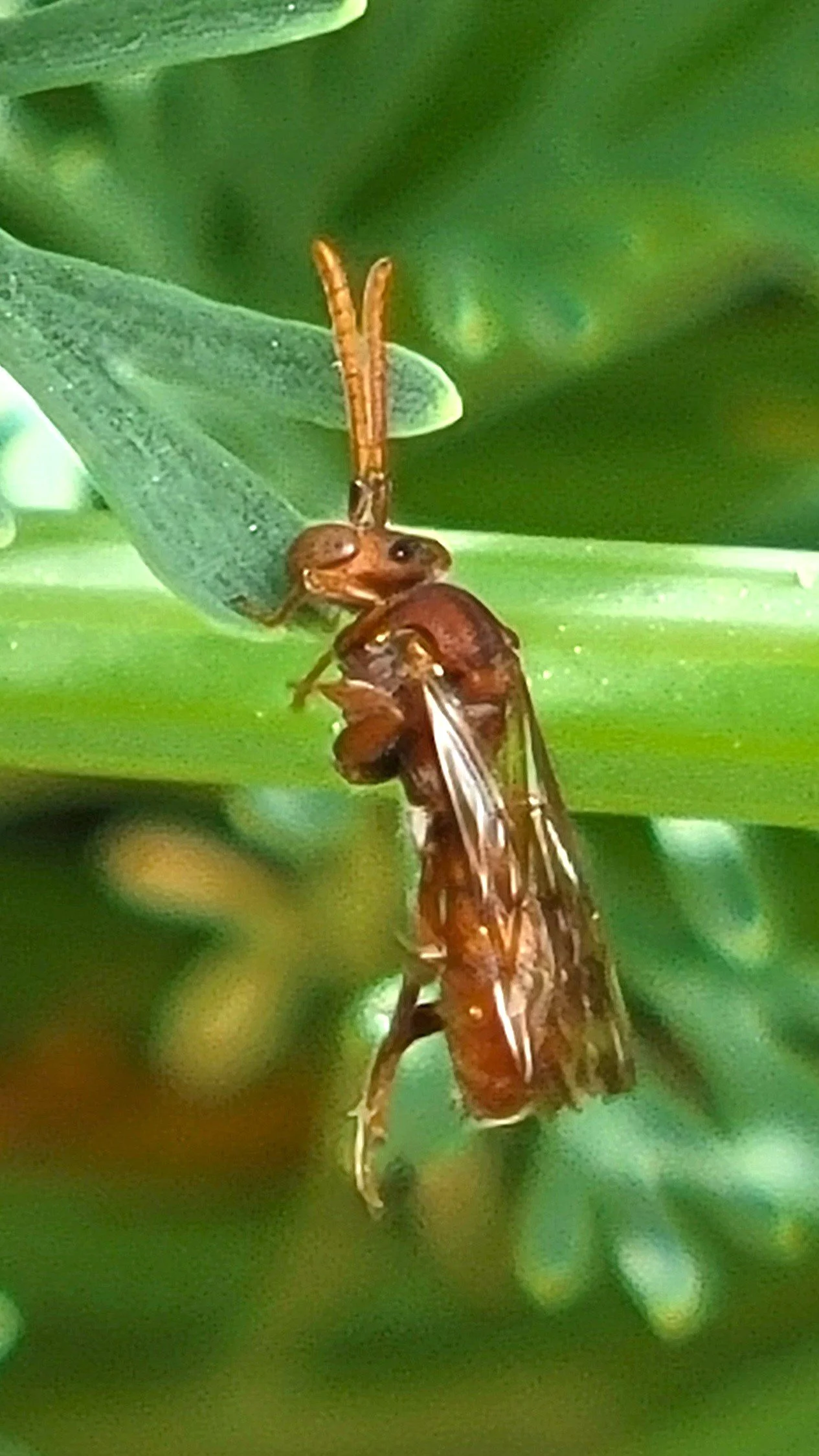 The Unique Lives of Cuckoo Bees — Sageland Collaborative