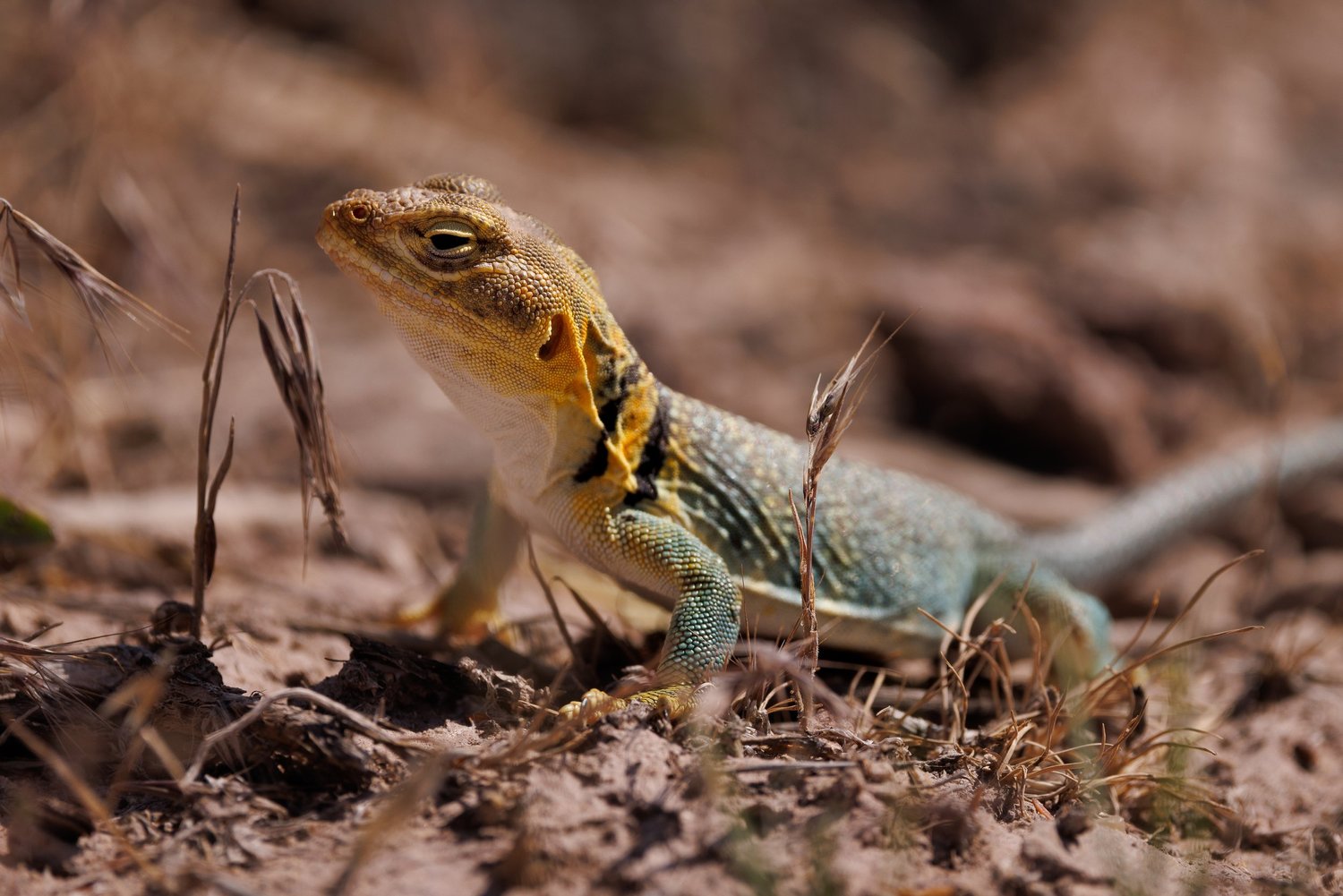 Utah HerpSearch — Sageland Collaborative