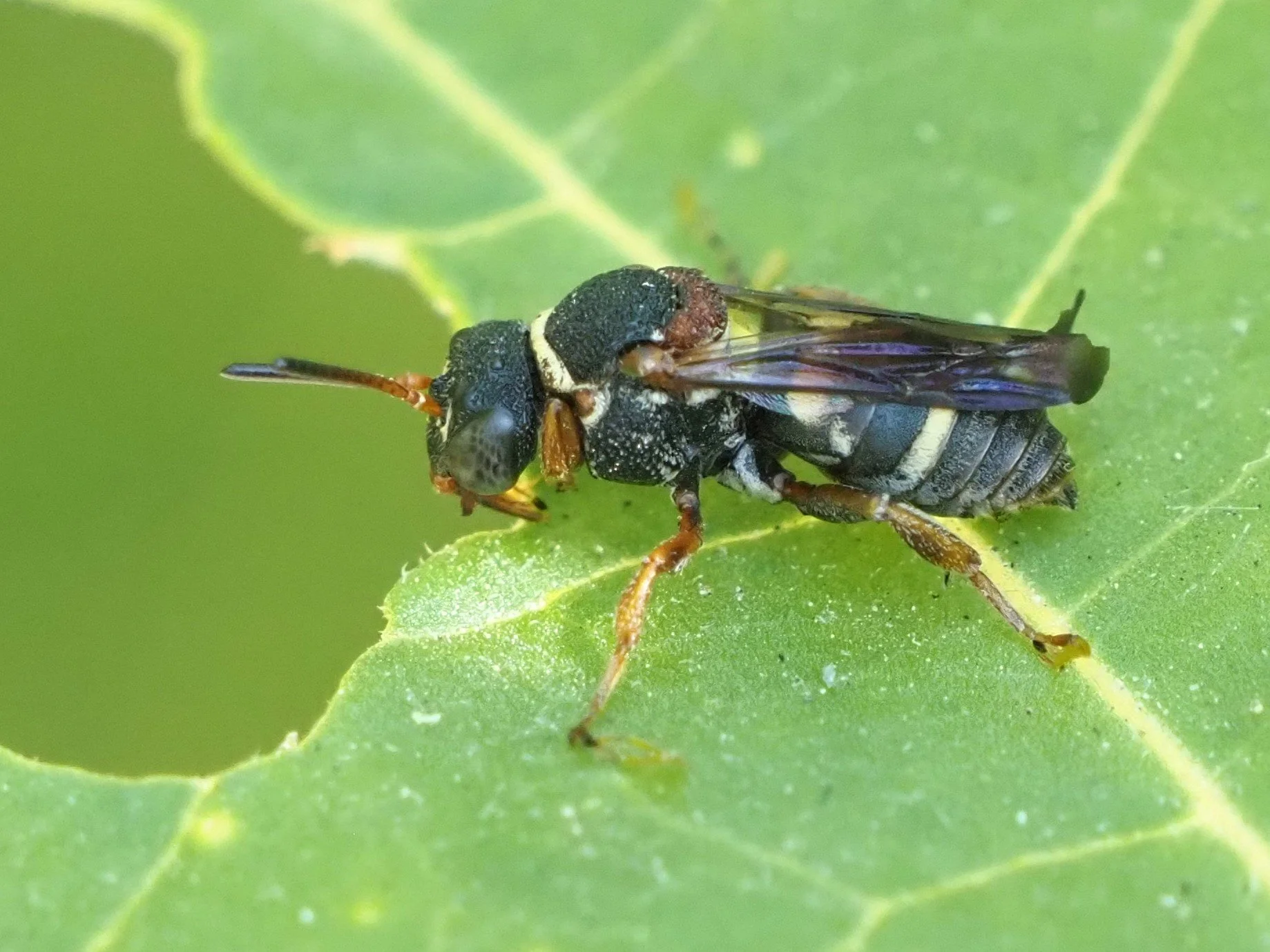 The Unique Lives of Cuckoo Bees — Sageland Collaborative