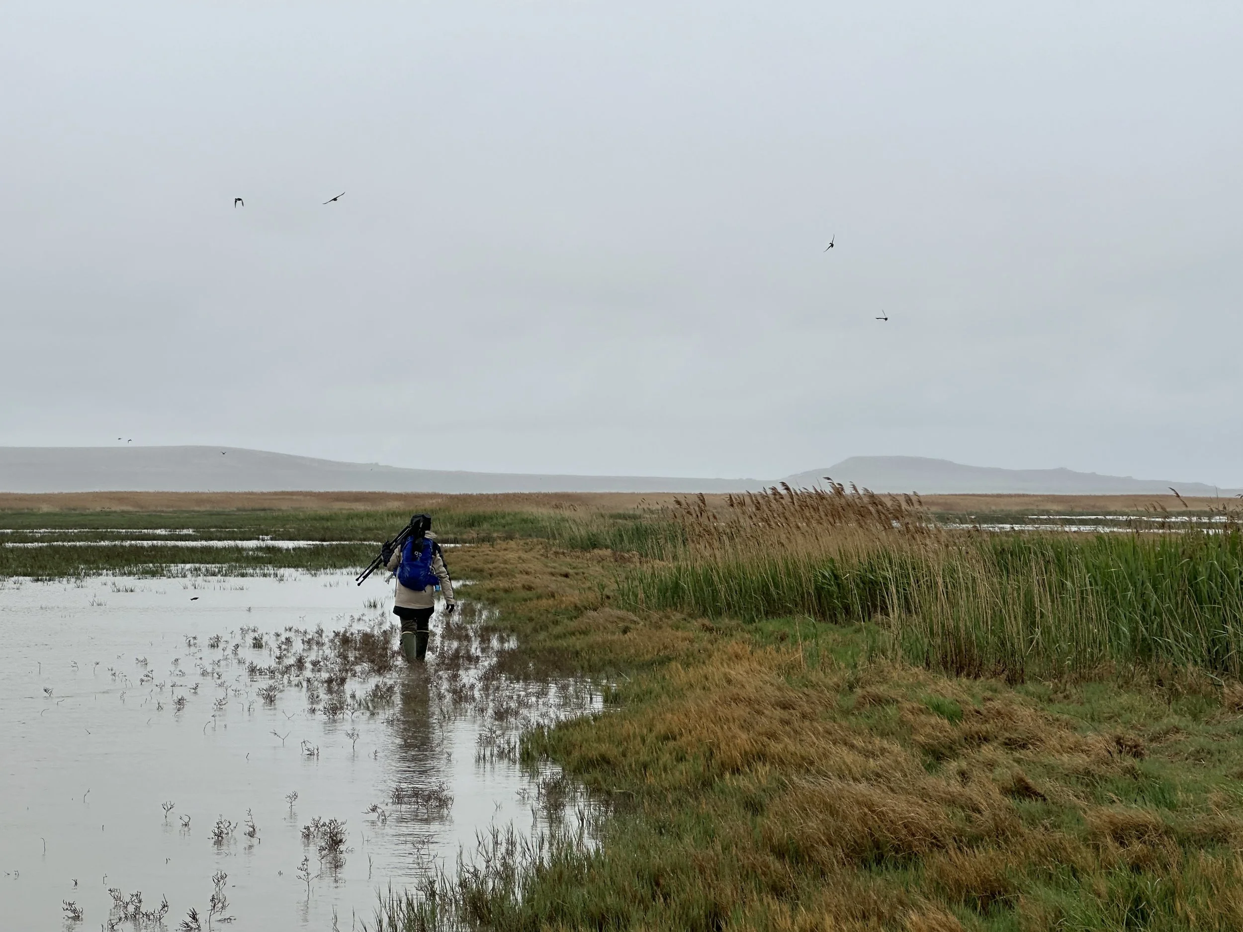 Migratory Shorebird Survey — Sageland Collaborative