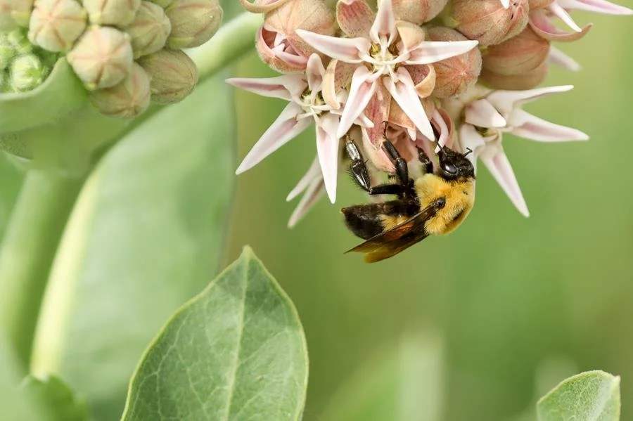 Seeking Pollinator Pals! — Sageland Collaborative