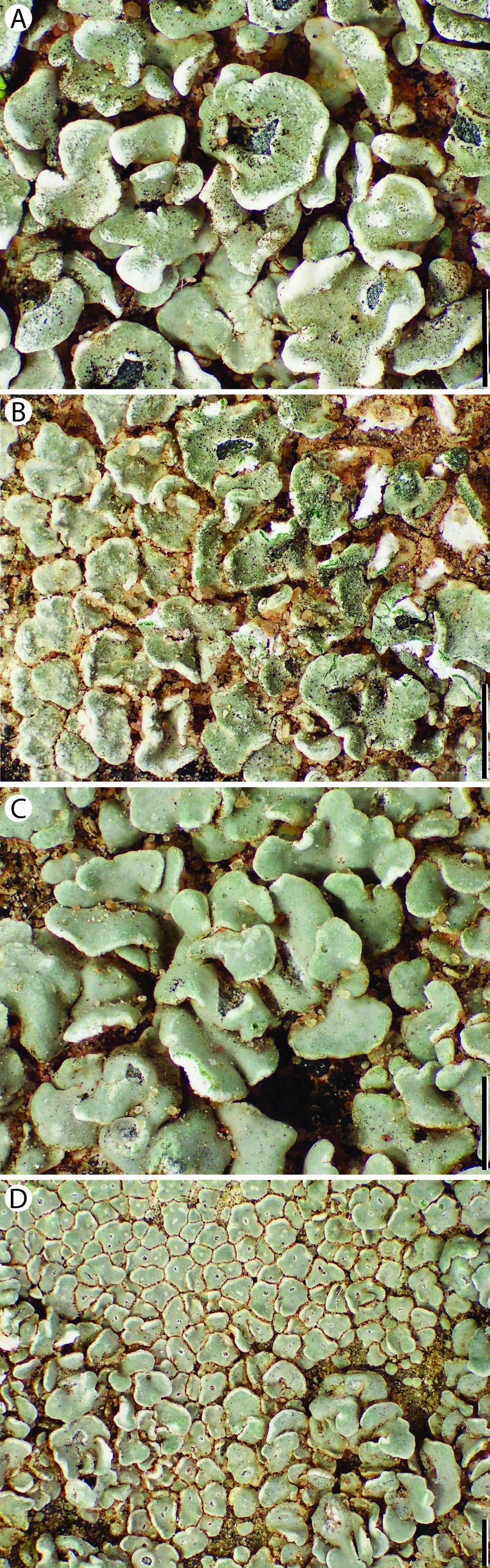 Grouse Poop or Creative Cryptograms? — Sageland Collaborative