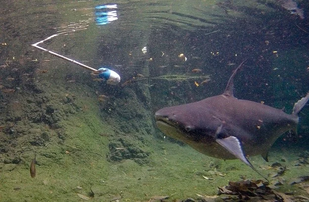 Catfish — Animal Training