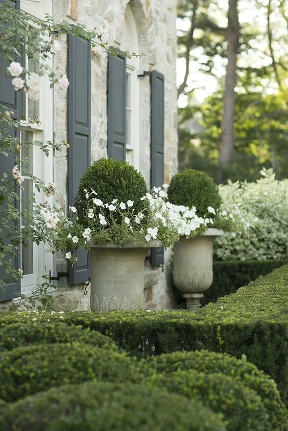 Potted Boxwoods — Verandah House Interiors