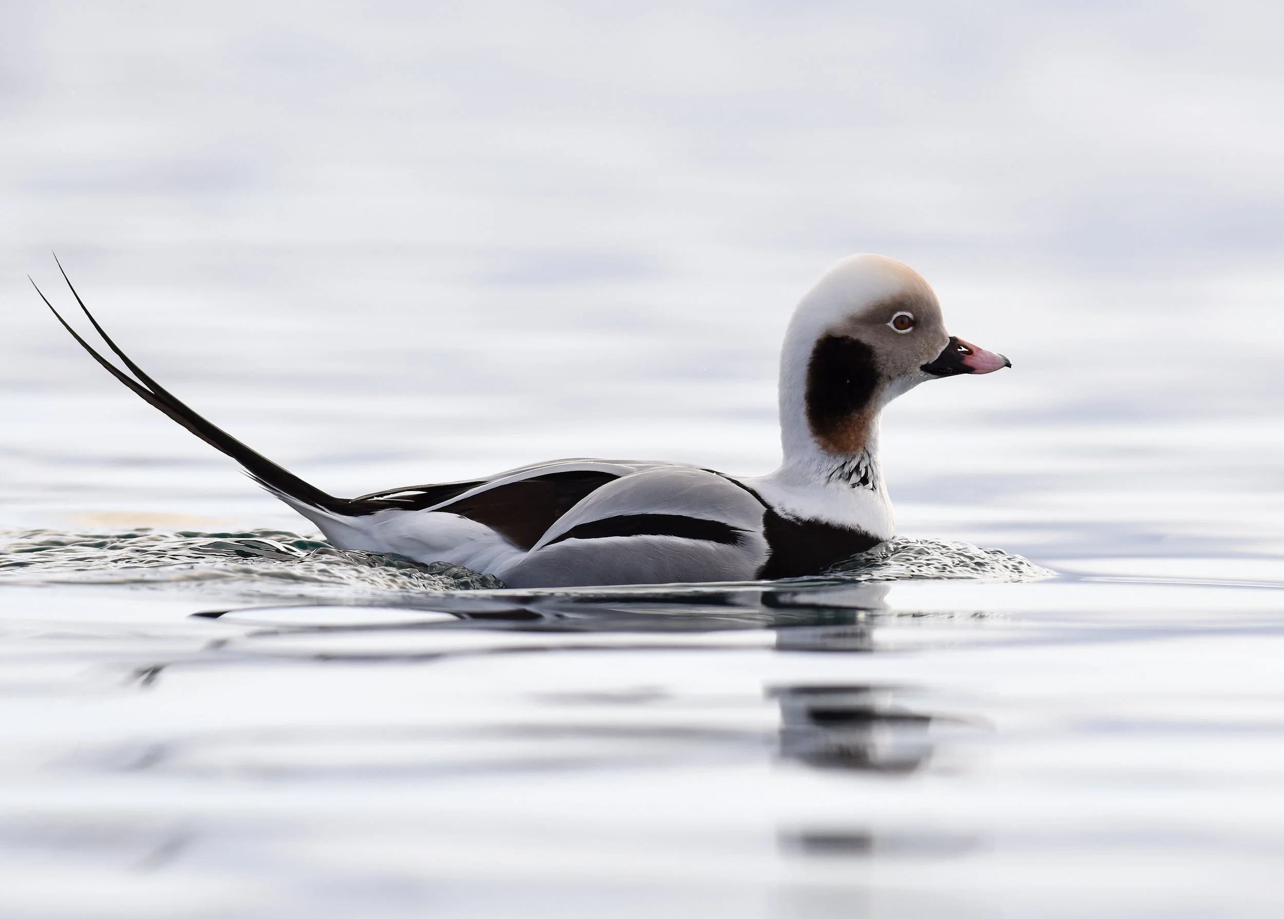 Birding Varanger - key sites
