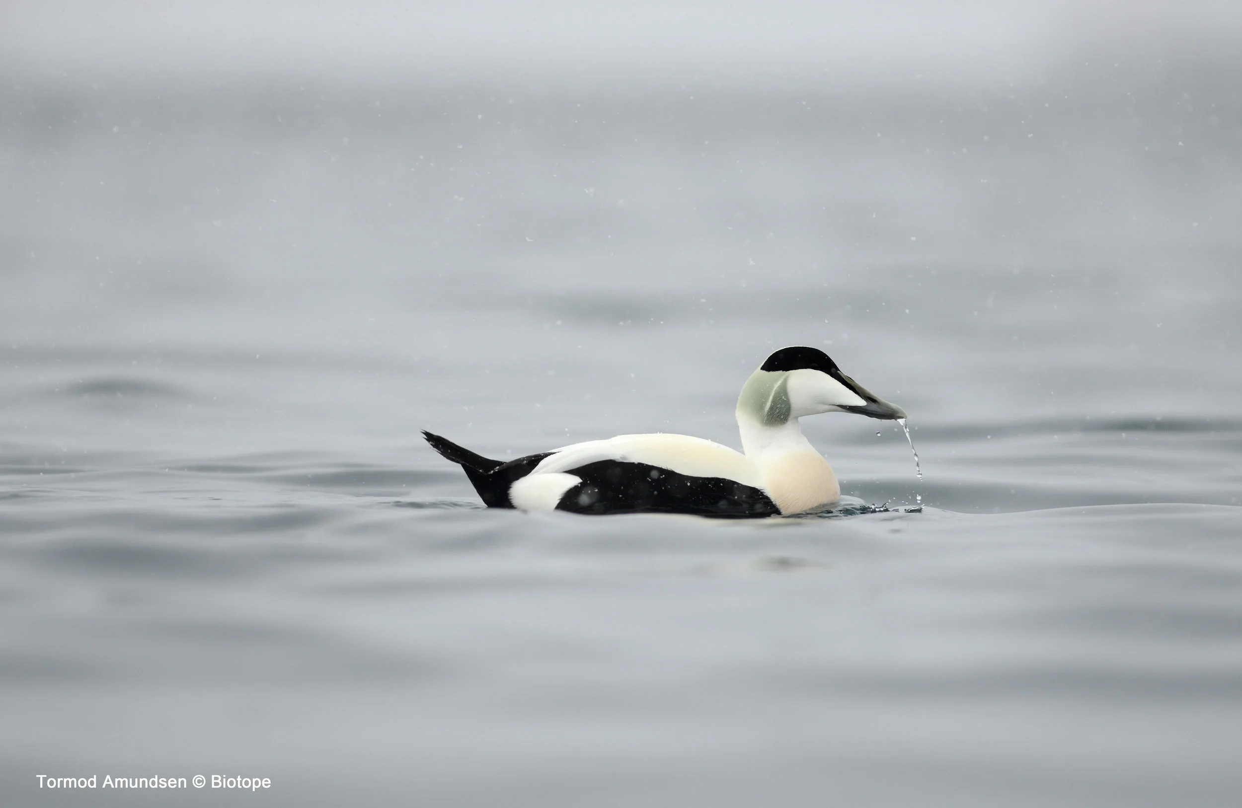 Birding Varanger - key sites