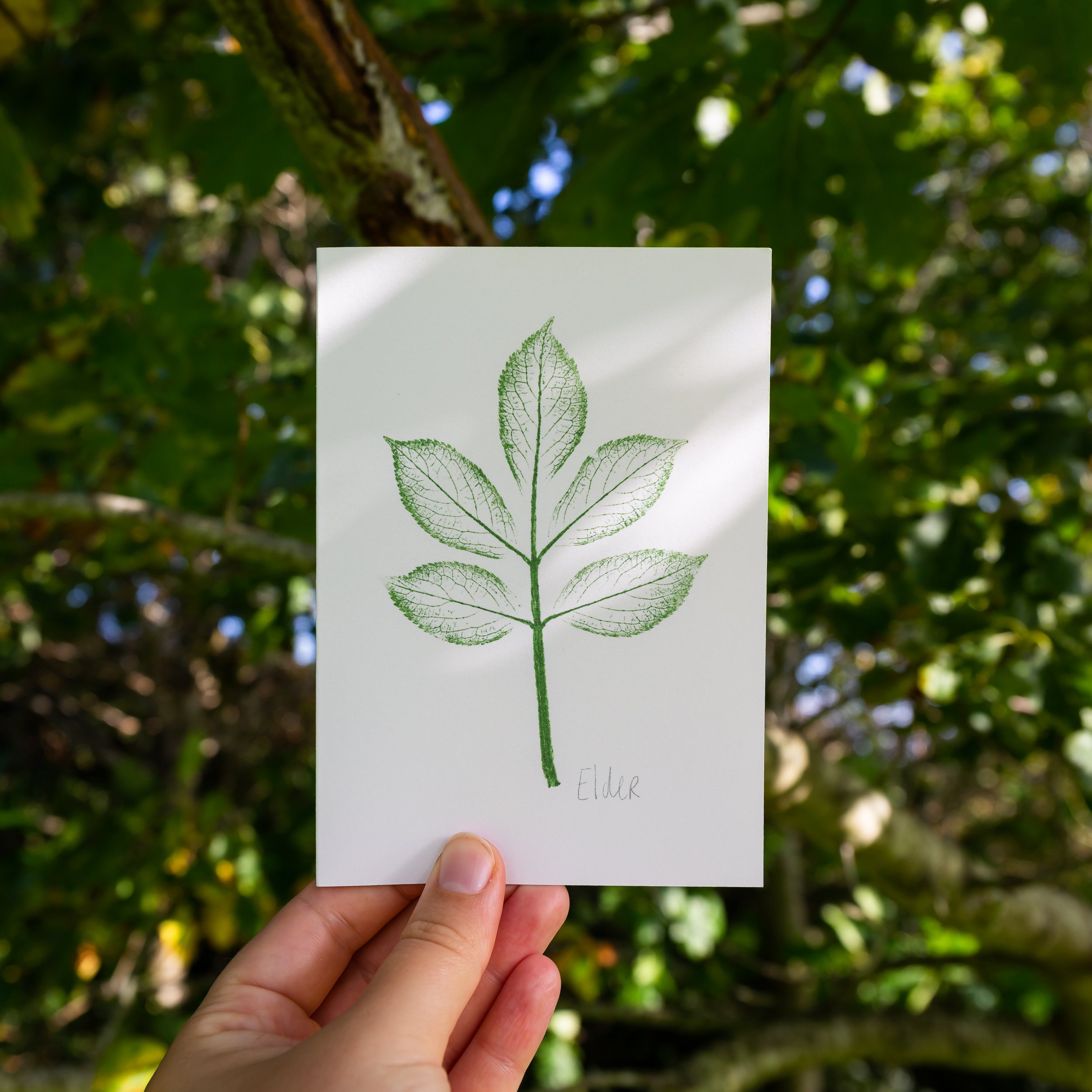 Irish Native Trees - Notecard Set — Storehouse Arts