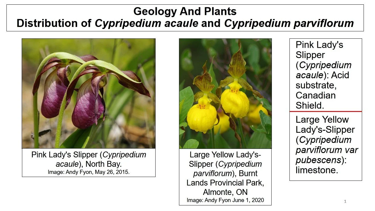Geology and Pink and Yellow Lady's Slipper Orchids — Canada (Ontario ...
