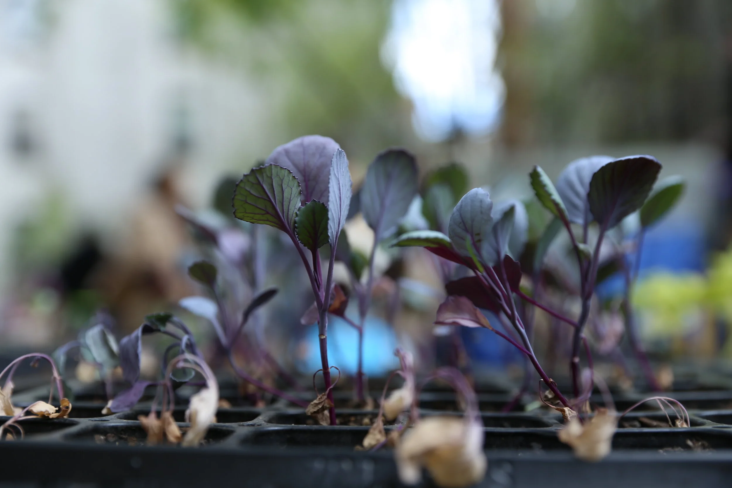 Harlem Grown | We Grow People
