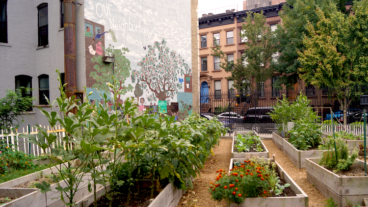 Harlem Grown