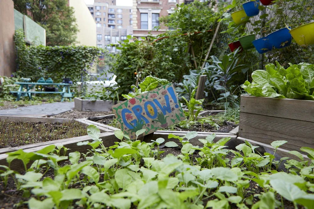 Harlem Grown