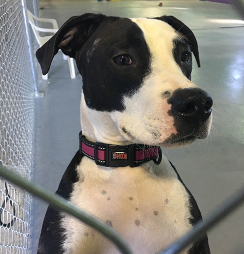 Boarding - The Pup Stop - Rochester NY — The Pup Stop