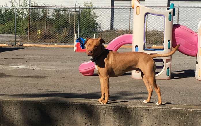 Facility - The Pup Stop - Rochester NY — The Pup Stop