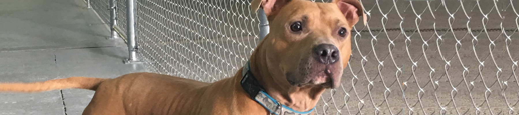 Boarding - The Pup Stop - Rochester NY — The Pup Stop