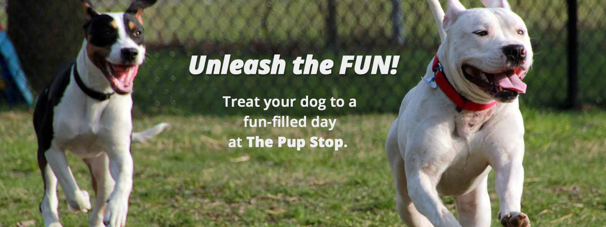 The Pup Stop | Dog Daycare | Dog Boarding | Cat Boarding |Training ...