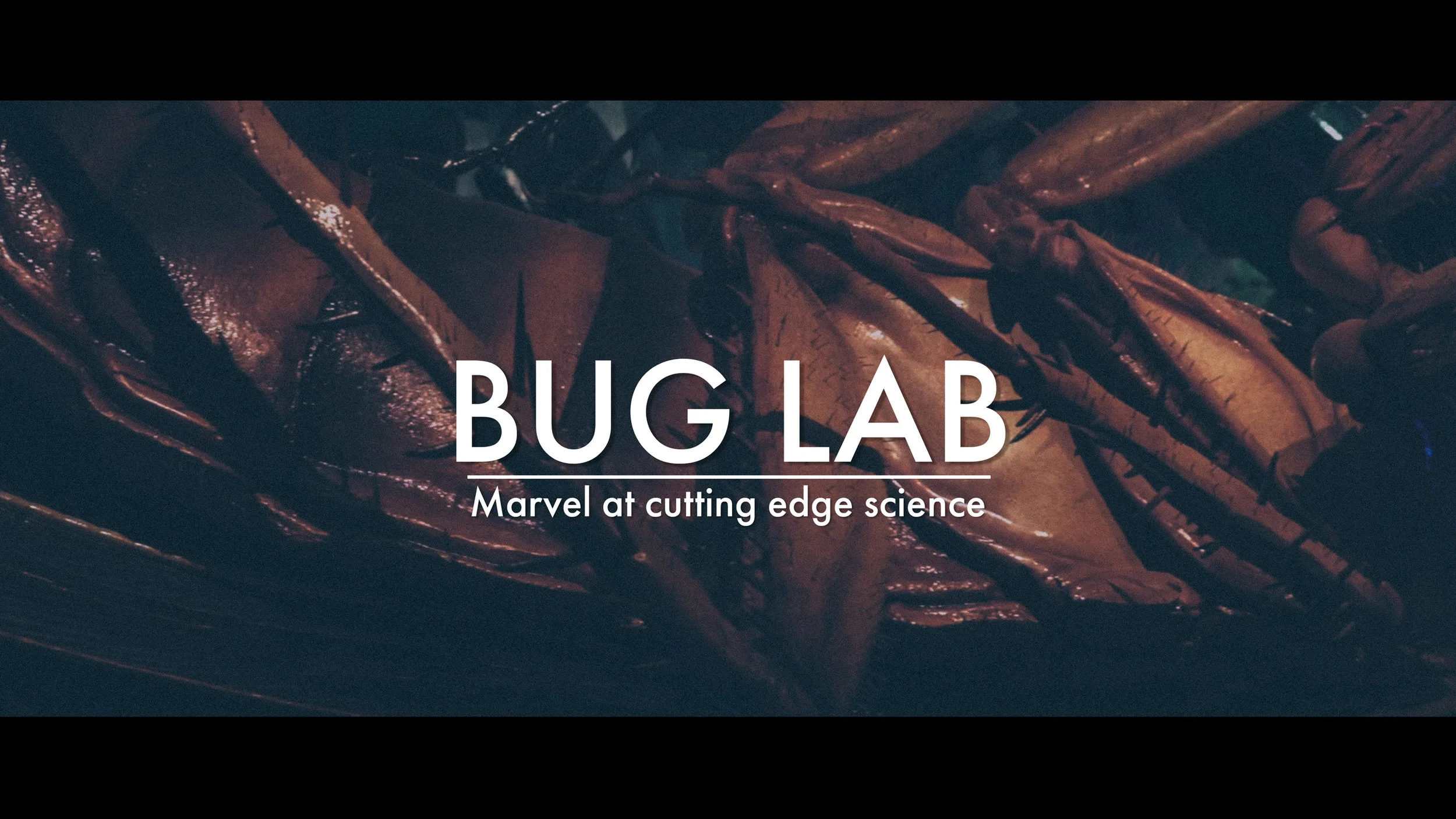 Tiny Empire Collective - Bug Lab