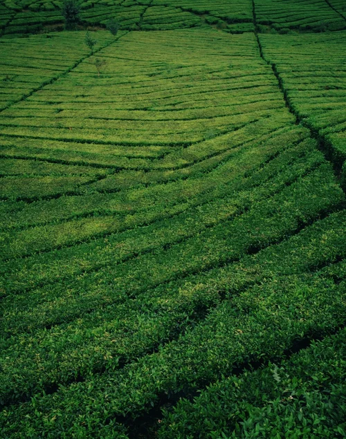 Fine Tea Merchants Ltd