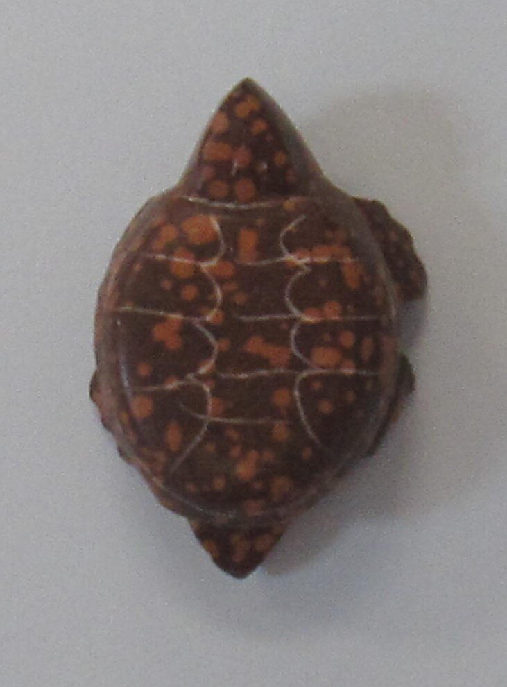 Extra Small Turtle Effigies — Pipestone Indian Shrine Association