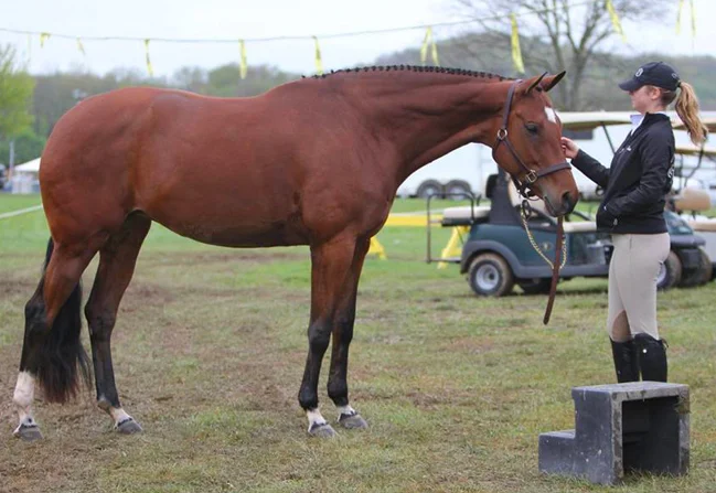 Services — Bleecker Street Stables