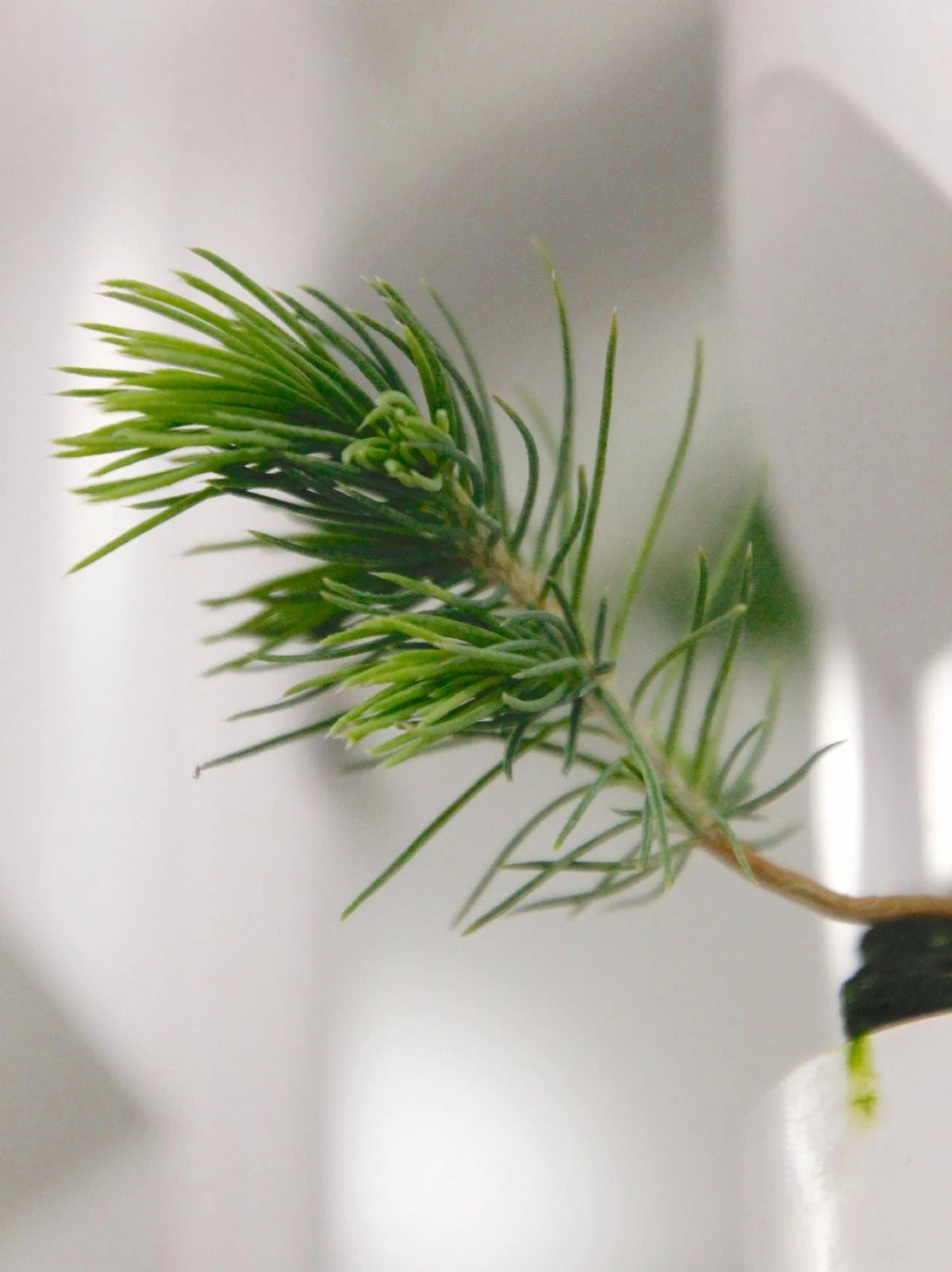 iGrow Pre-Owned-Shipping Container Farm News-iGrow Pre-Owned