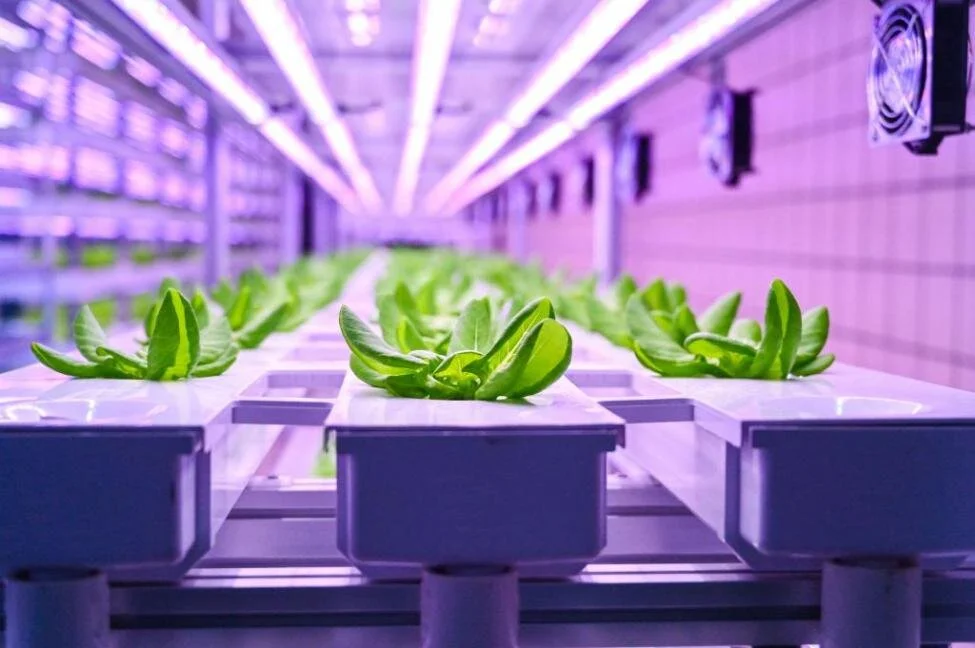 iGrow Pre-Owned-Indoor Vertical Farming News Archive-iGrow Pre-Owned