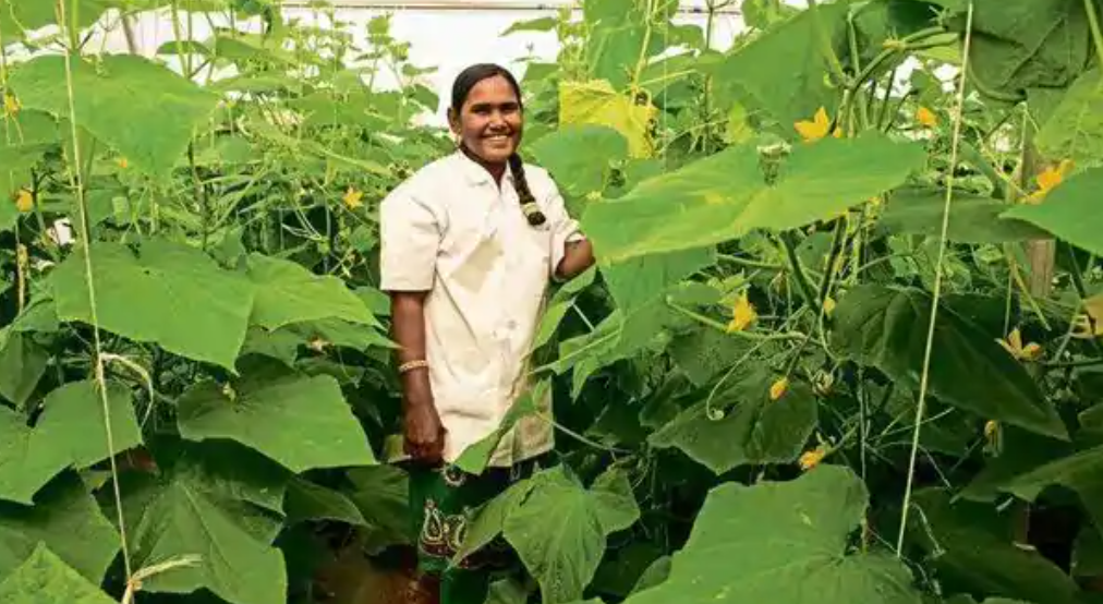 iGrow Pre-Owned-Indoor Vertical Farming News Archive-iGrow Pre-Owned