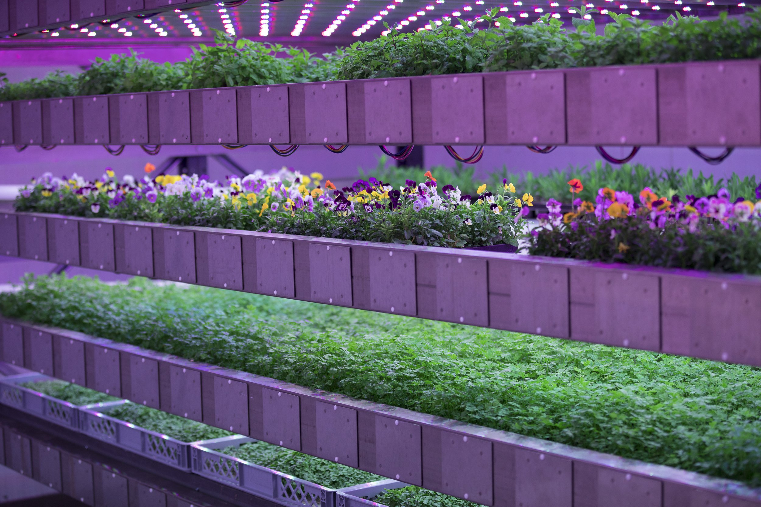 iGrow Pre-Owned-Shipping Container Farm News-iGrow Pre-Owned