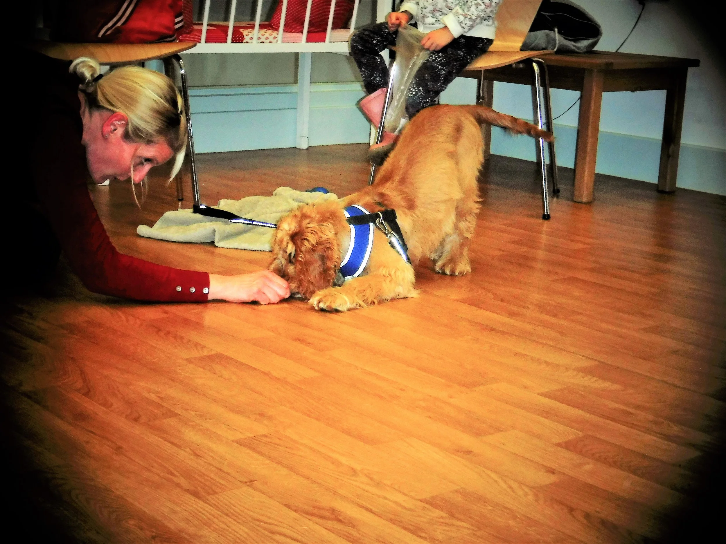 Dog Training Based In Hampshire