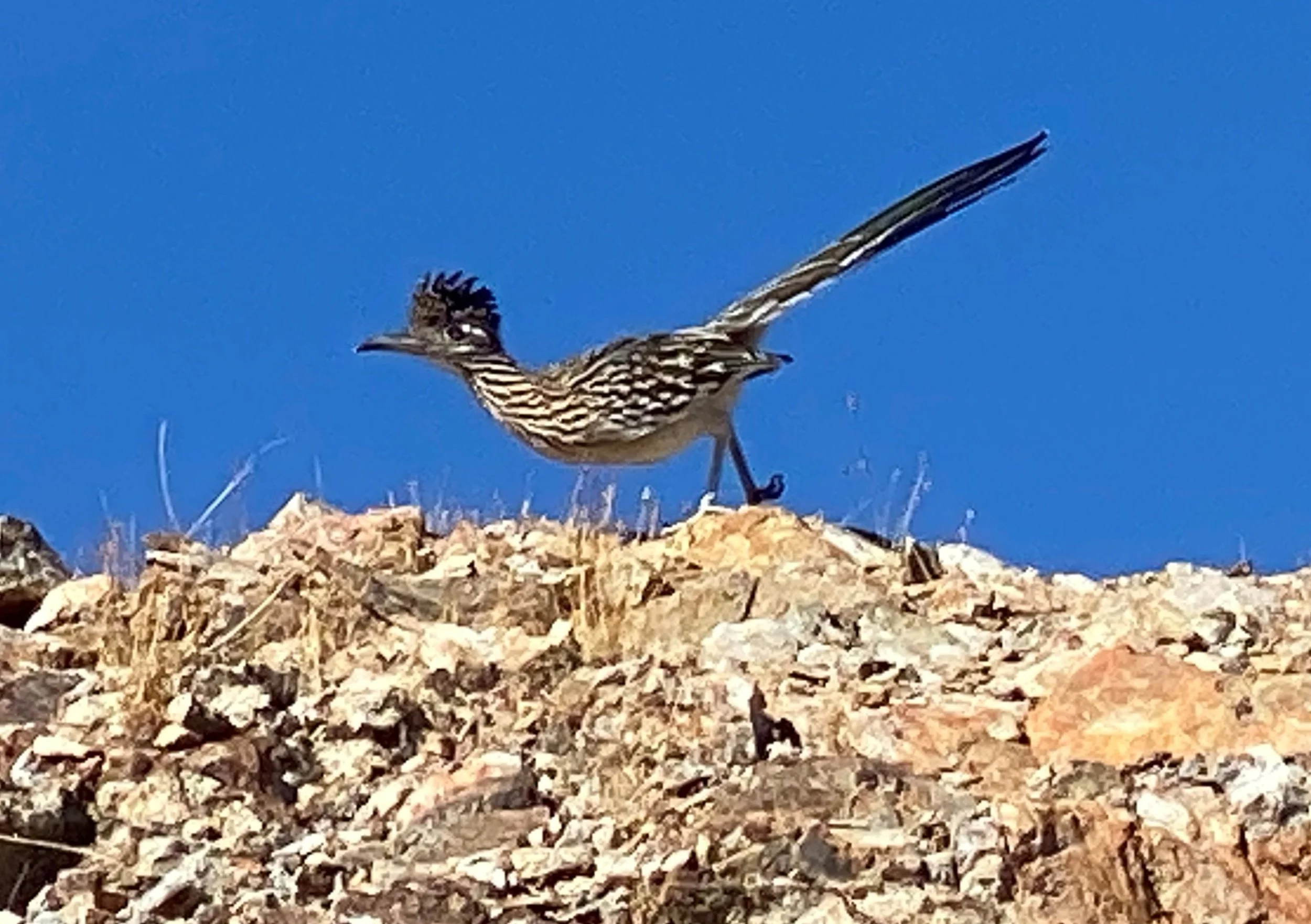 Road Runner Bird Flying