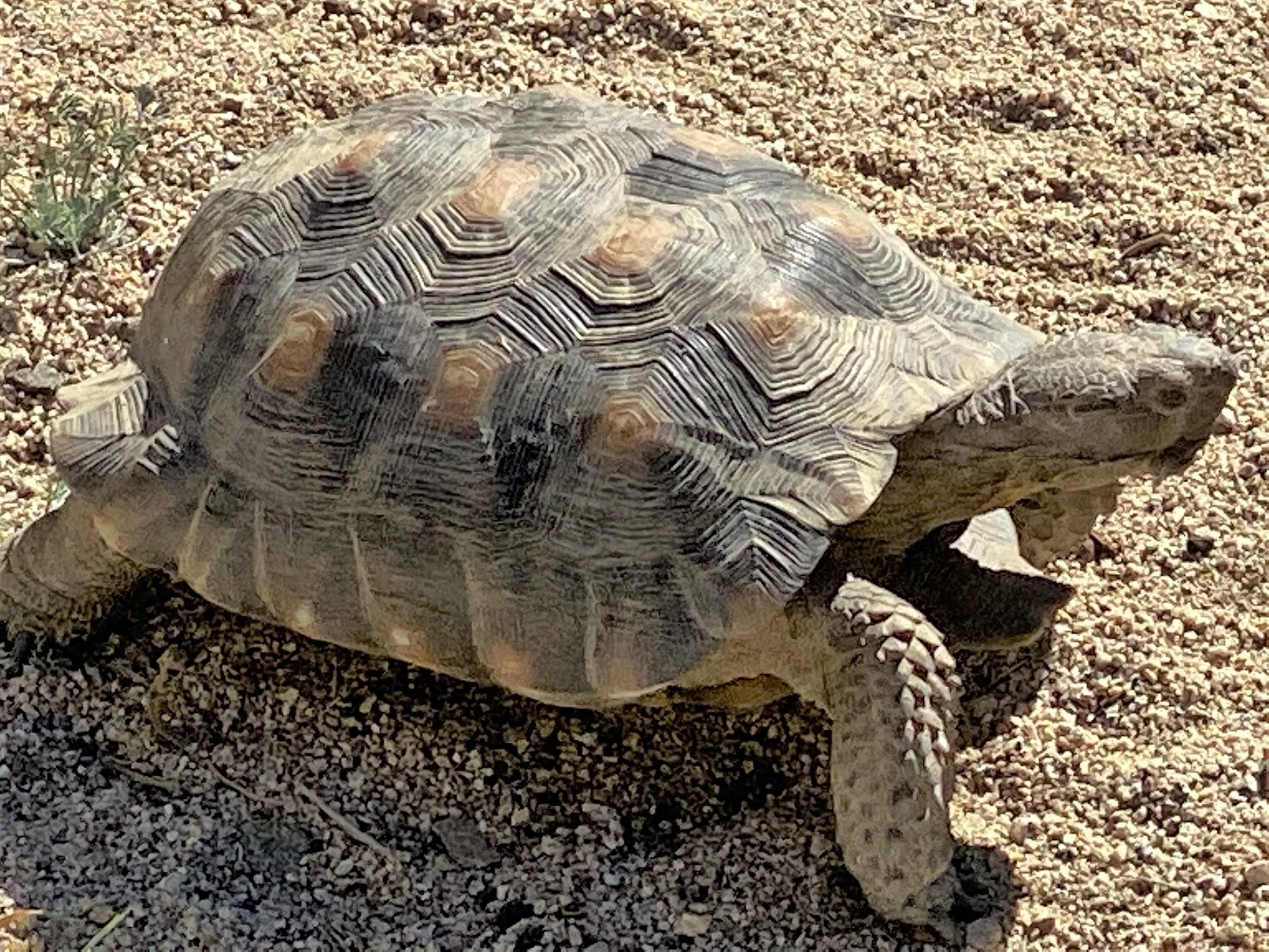 Half Tortoise