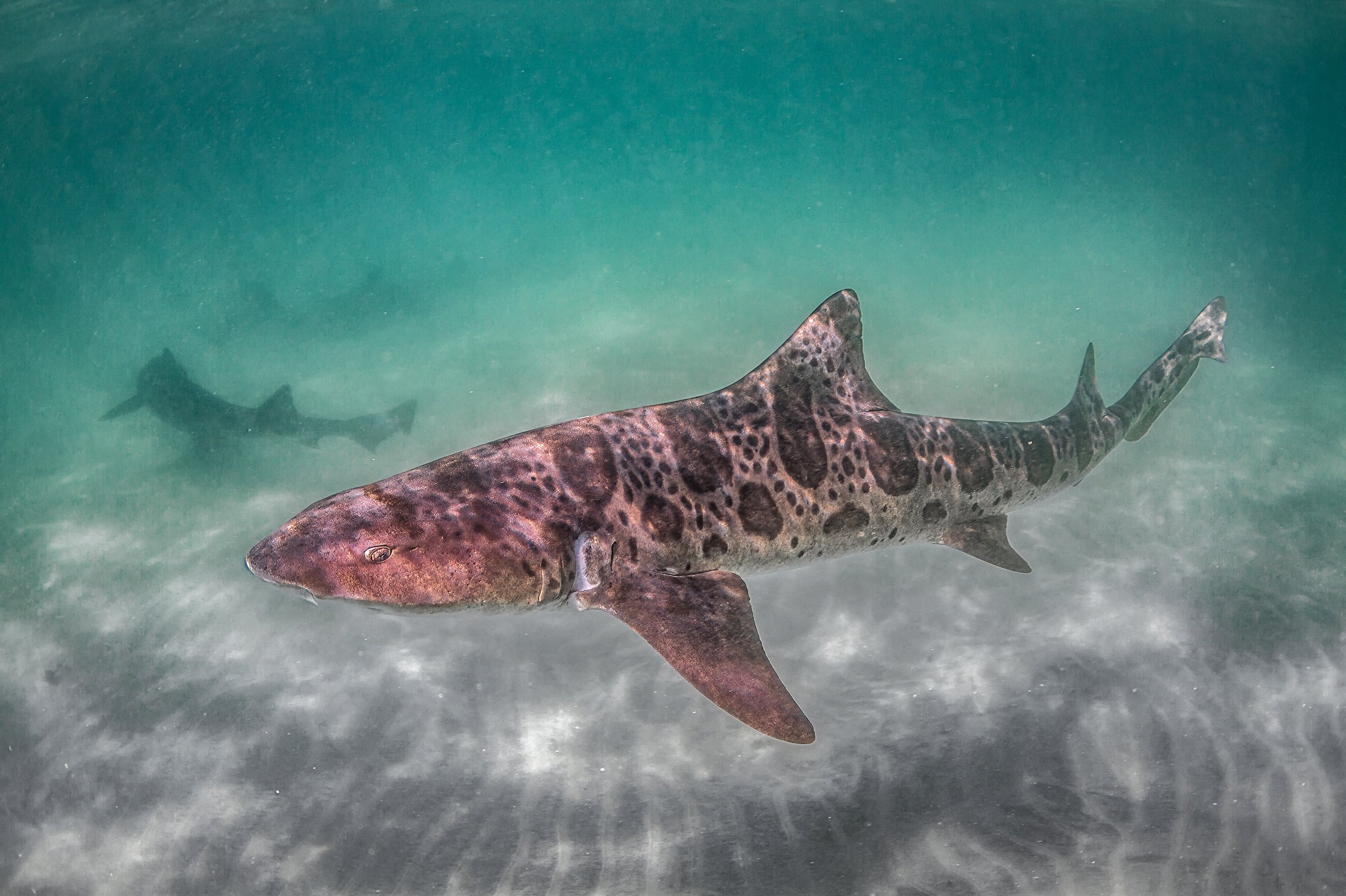 La Jolla Shores is Freaking Shark Diving Heaven!tem_title% – Wildlife ...