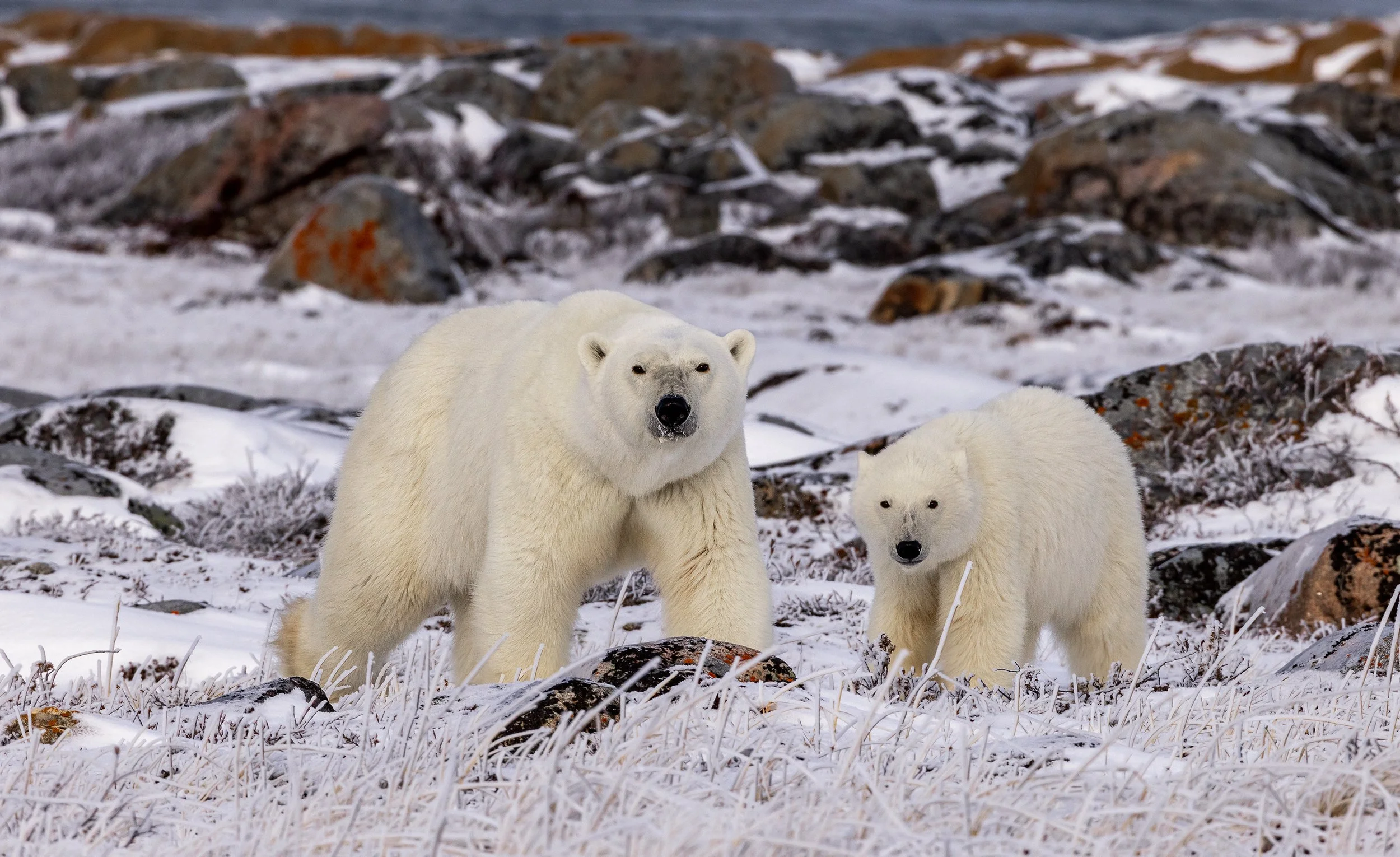 Wildlife Travel and Photography Blog — SDM Diving