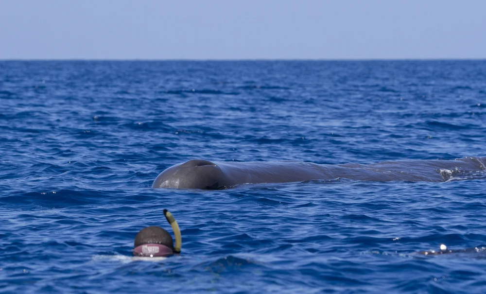 Sperm Whale Diving - Diving with sperm whales off Dominica Island ...